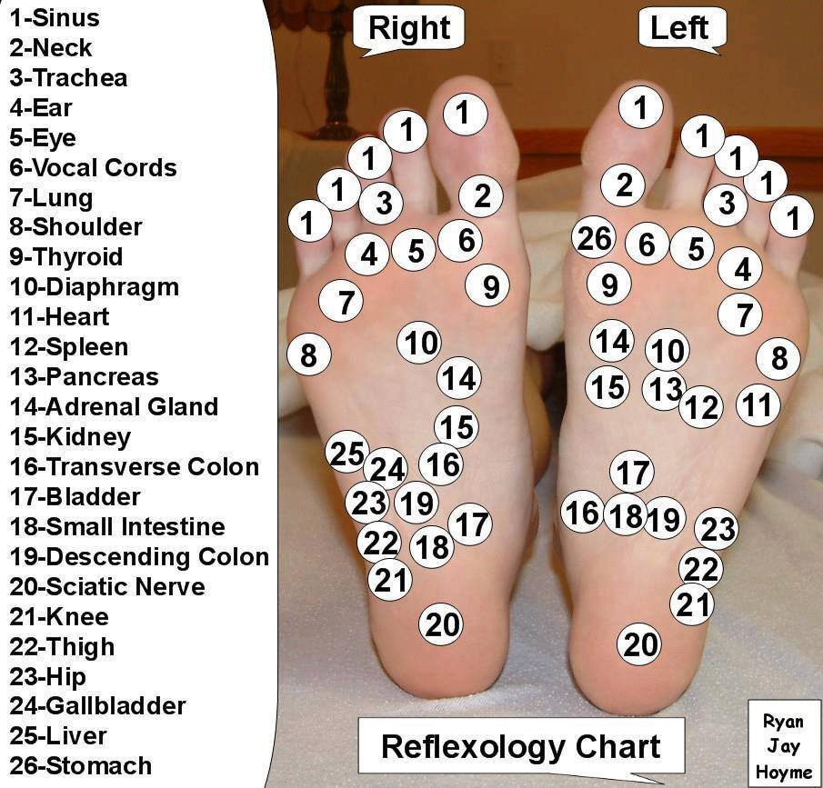 Reflexology Chart – Janet Starr Hull PhD, CN